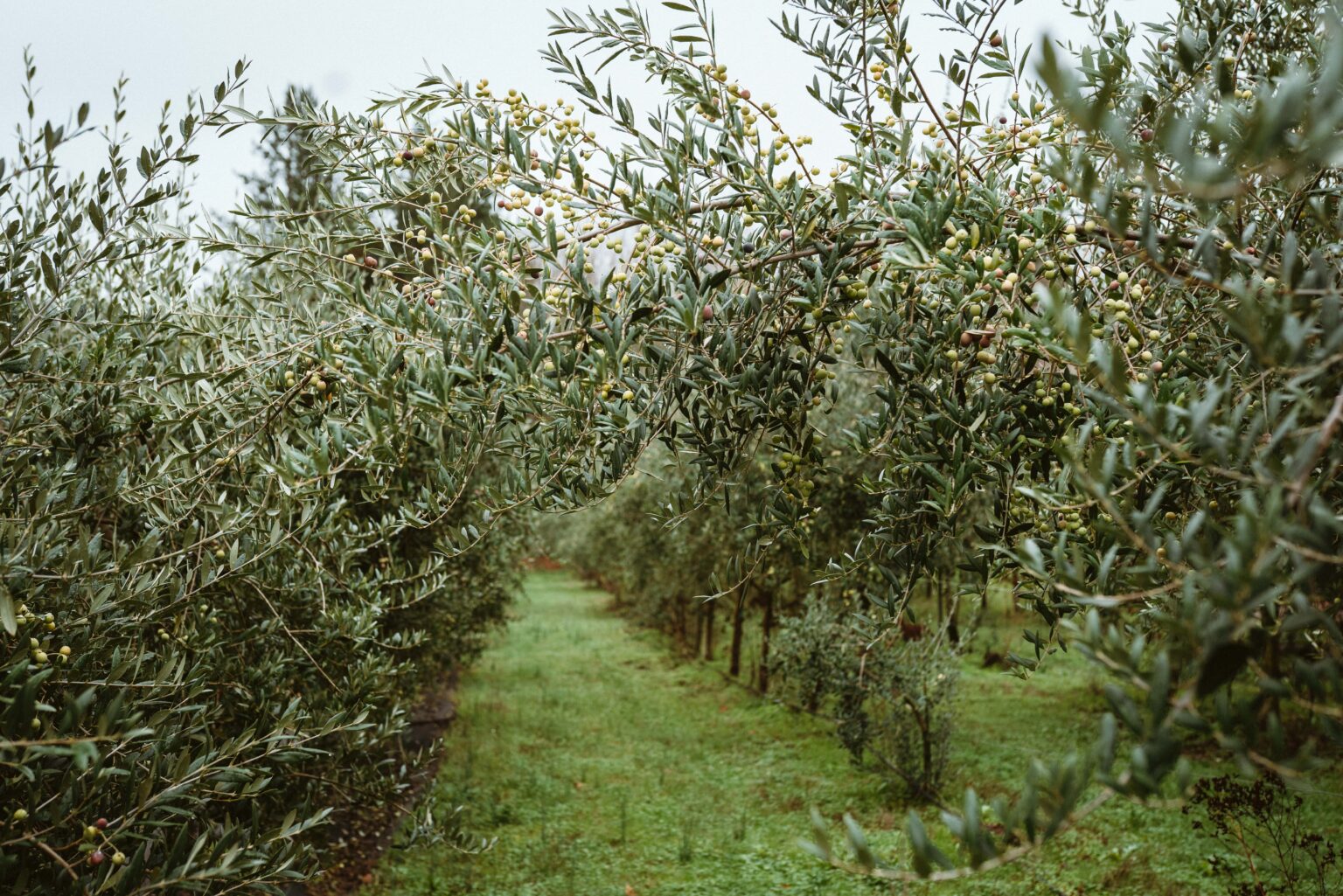 Durant at Red Ridge Farms | Durant Oregon | Visit | Oregon Wine Country